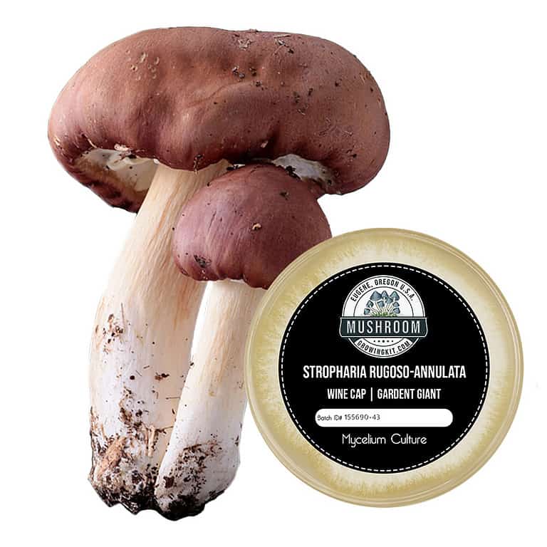 Wine Cap Mushroom Culture | King Stropharia Mushrooms