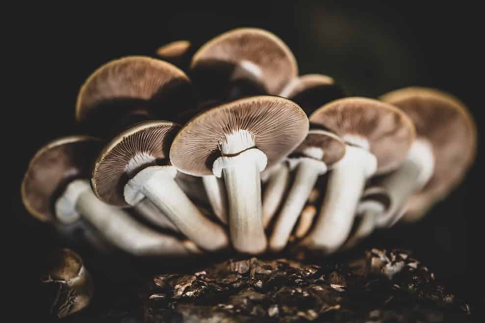 Best Substrates for Mushroom Growing | Comprehensive Guide