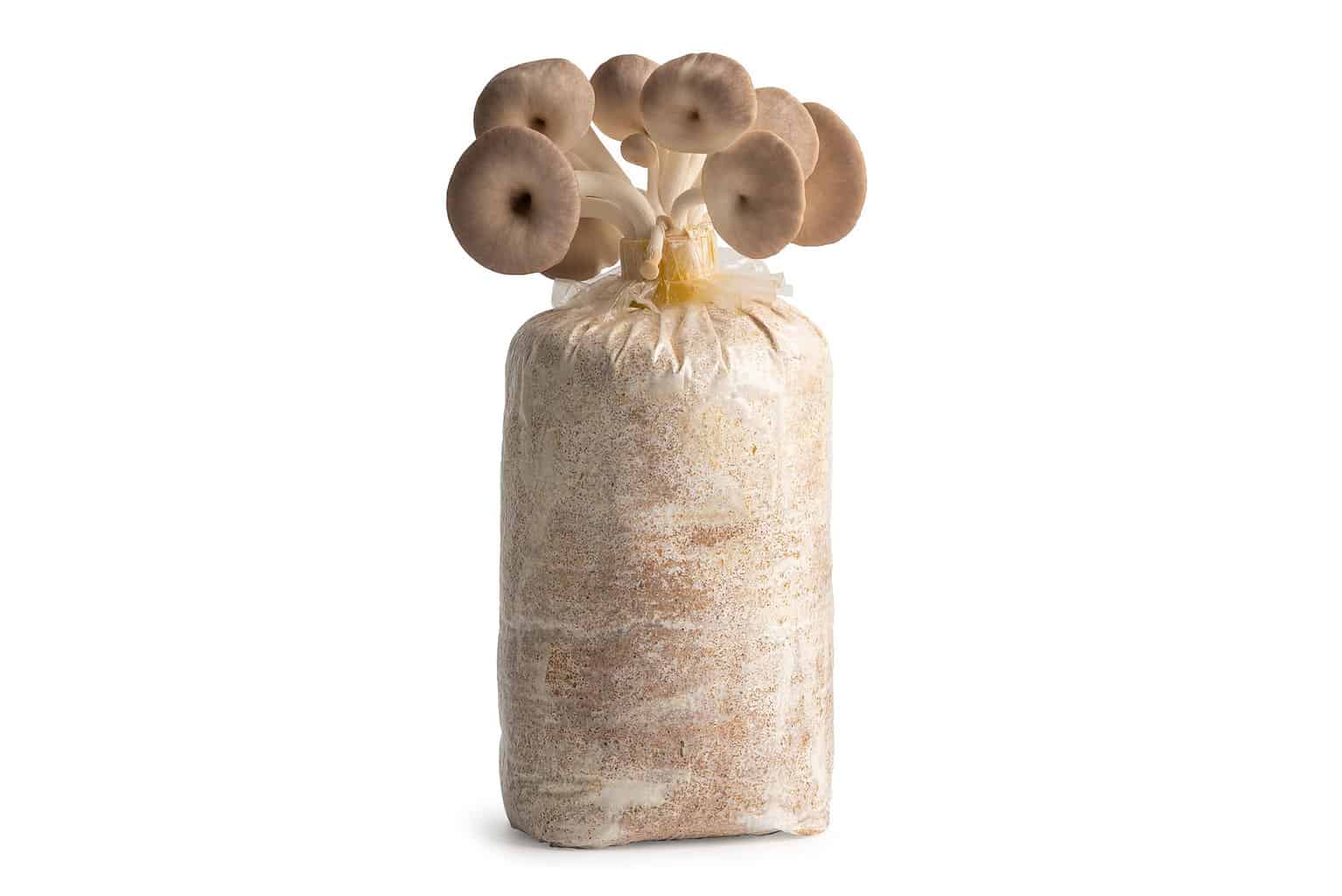Mushroom Grow Bags: An All Inclusive Guide to Growing