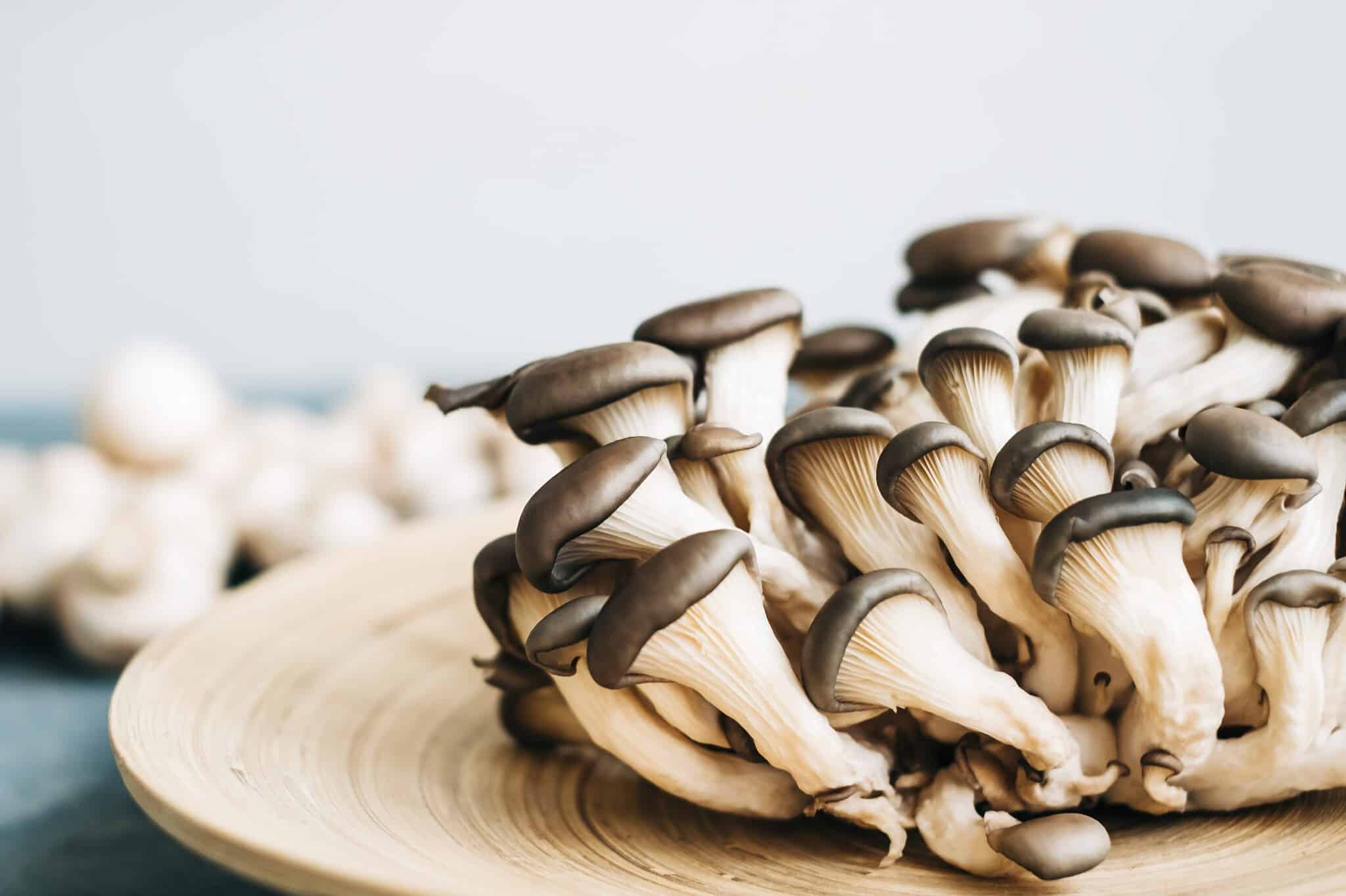Best Mushrooms to Grow at Home | Top 5 Varieties