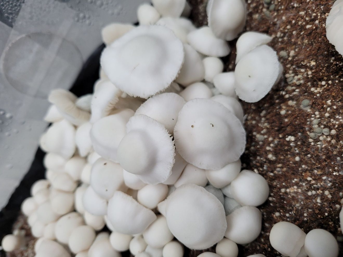 Albino Penis Envy Mushrooms: Complete Guide To A Potent Strain