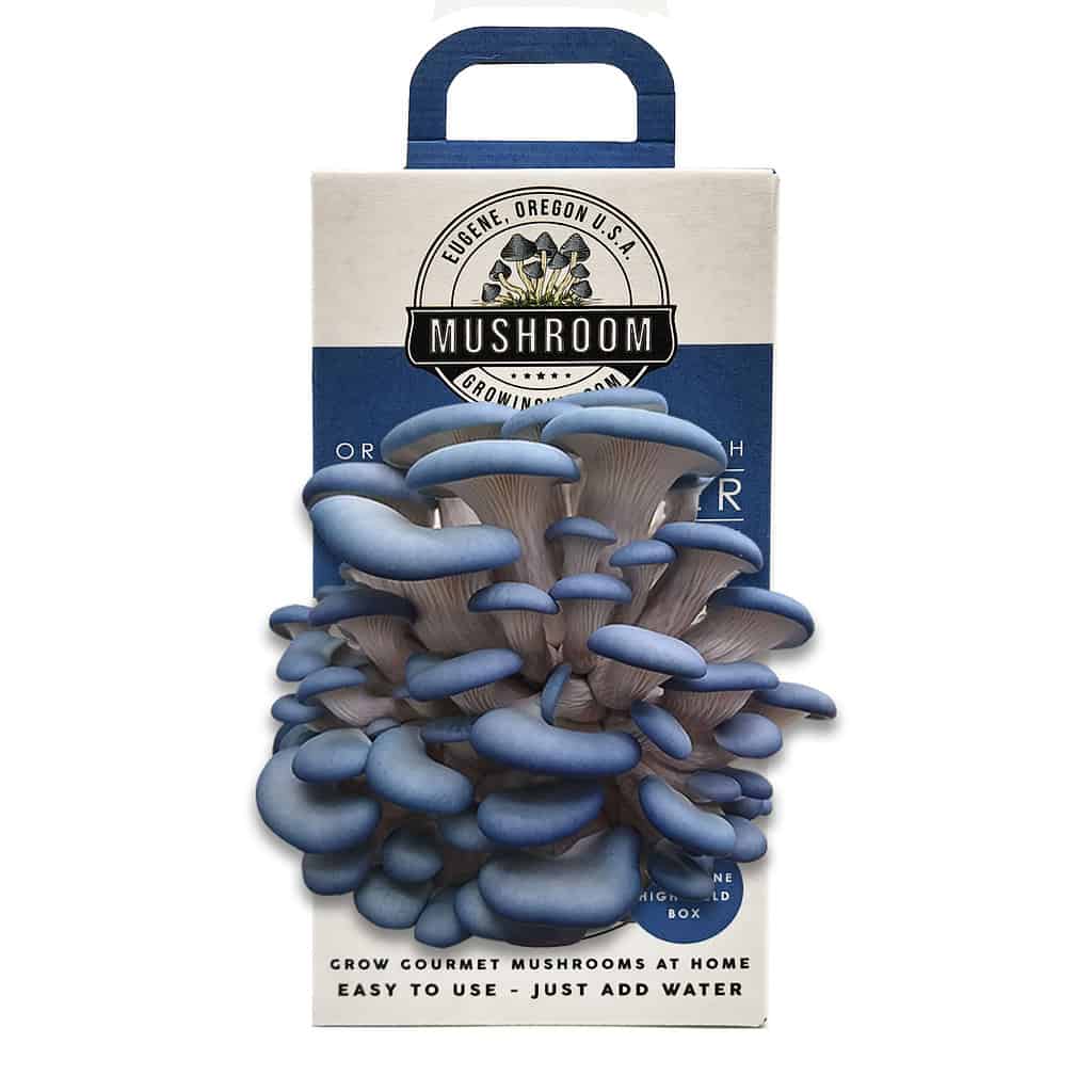Blue Oyster Mushroom Growing Kit | Easy All In One Grow Box