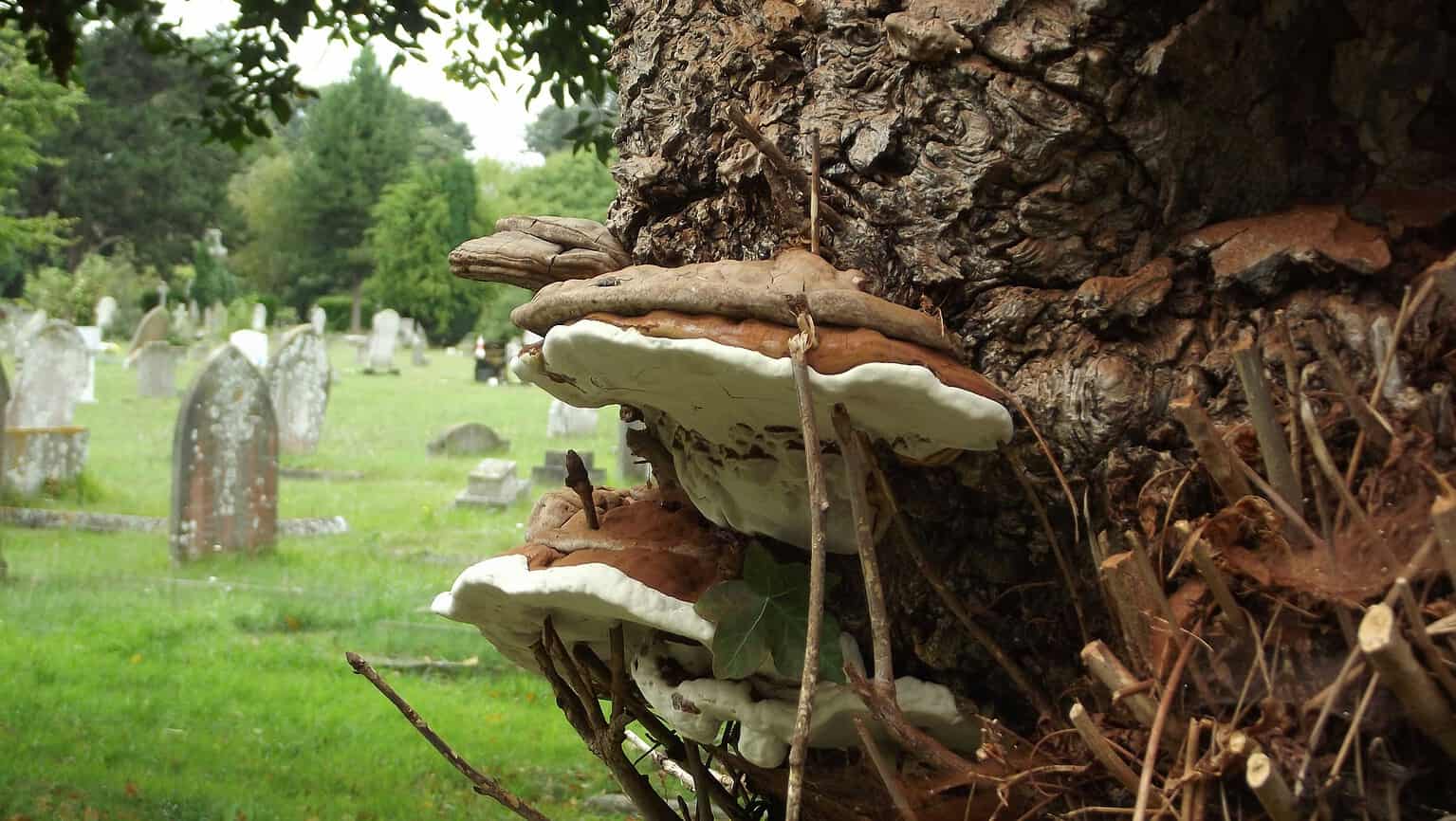 Why Are Mushrooms Important To The Food Chain?