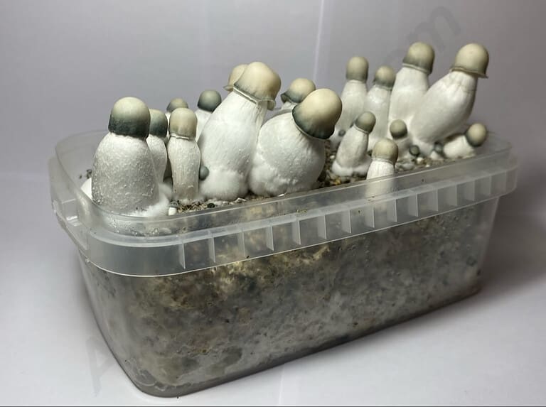 Albino Penis Envy Mushrooms: Complete Guide To A Potent Strain