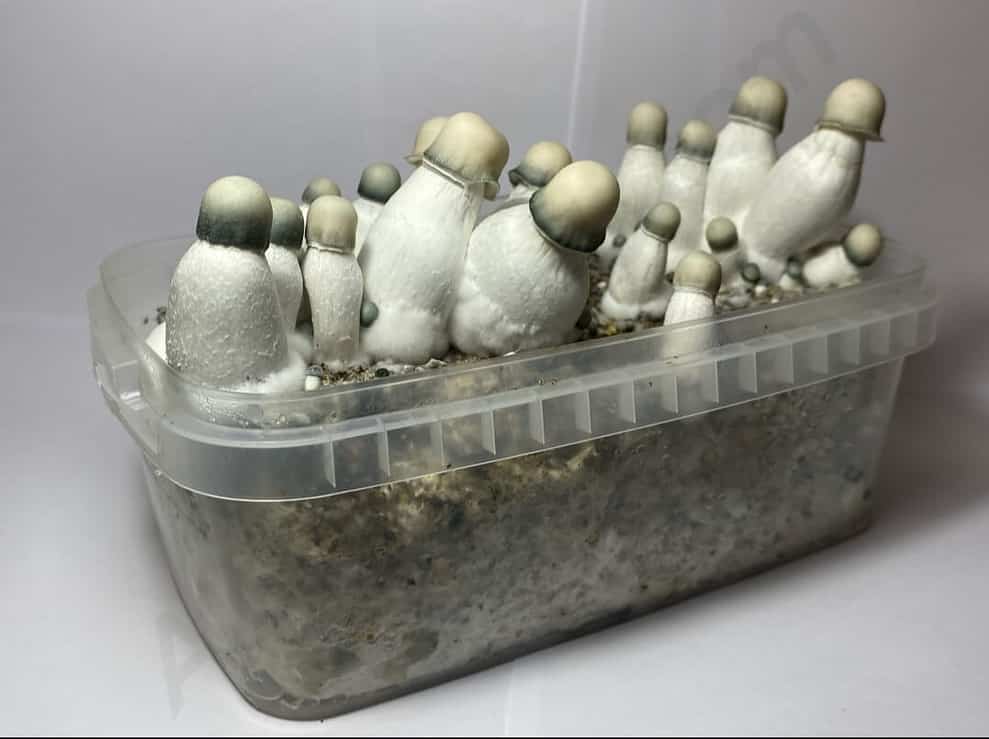 Albino Penis Envy Mushrooms: Complete Guide To A Potent Strain