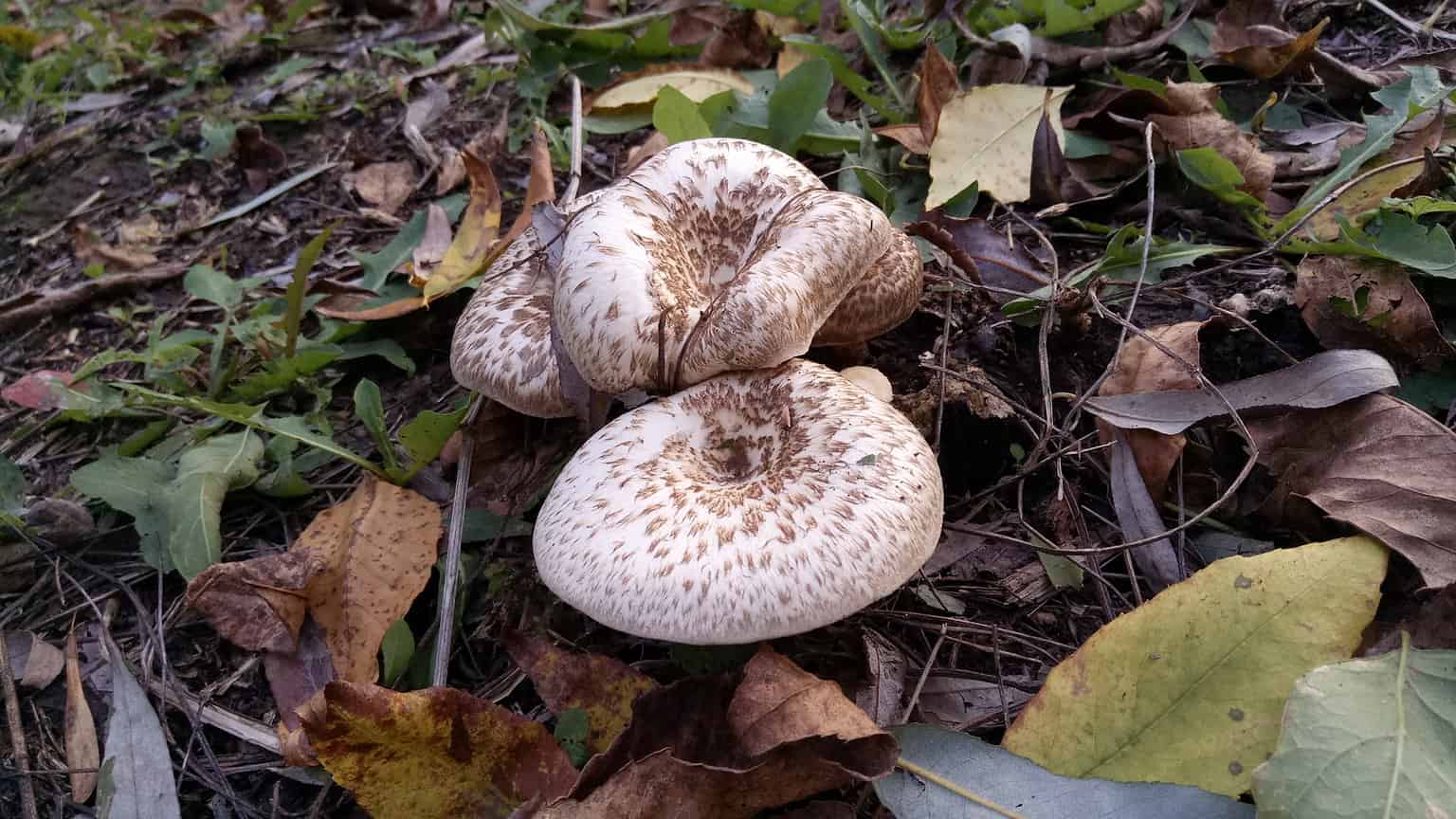 Why Are Mushrooms Important To The Food Chain?
