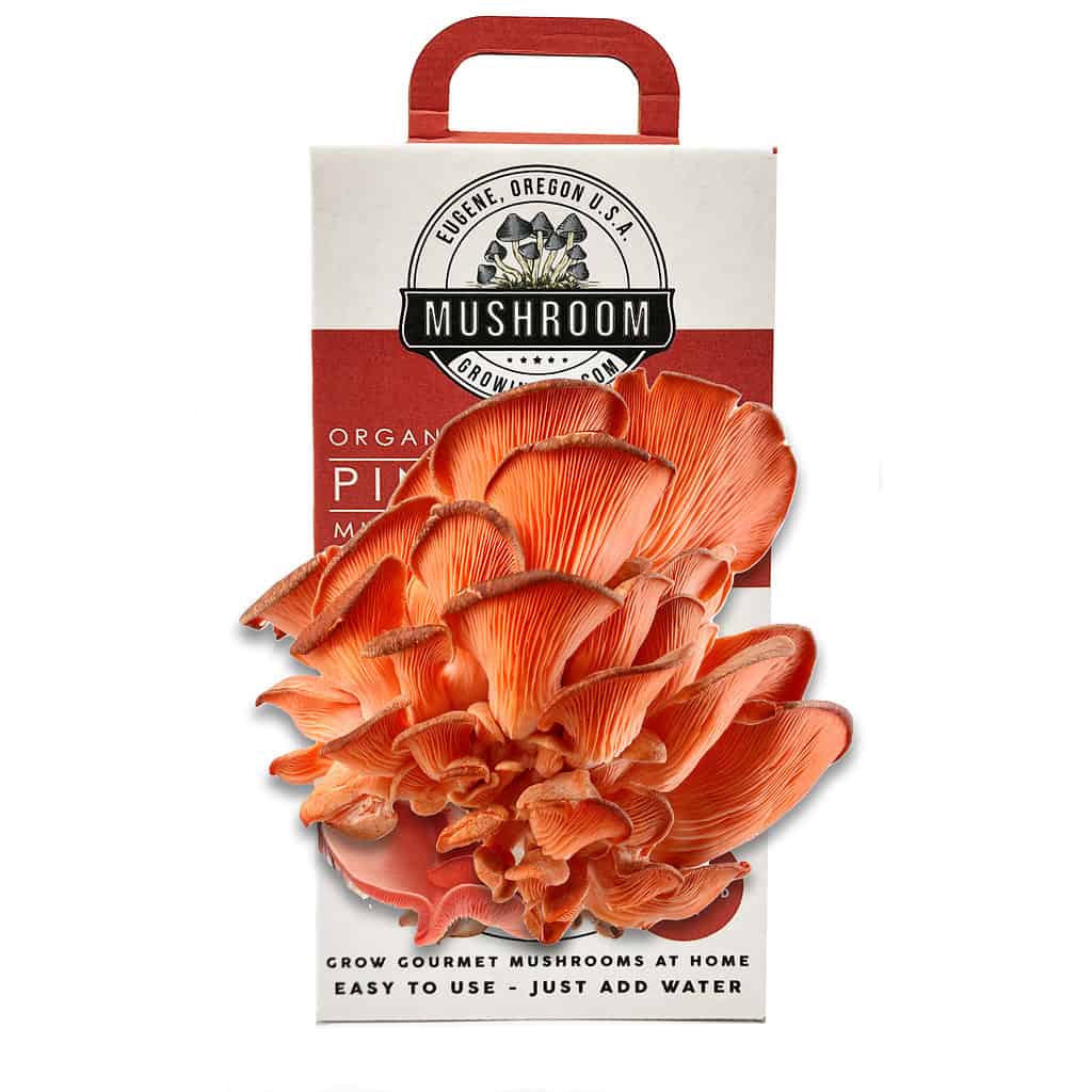 How to Grow Portobello Mushrooms | The Best Way to Grow