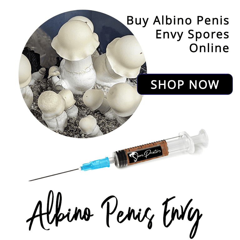 Albino Penis Envy Mushrooms: Complete Guide To A Potent Strain